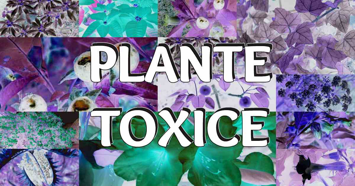 10 Plante Toxice de Care Să-l Protejezi pe Bebeluşul sau Copilul Tău