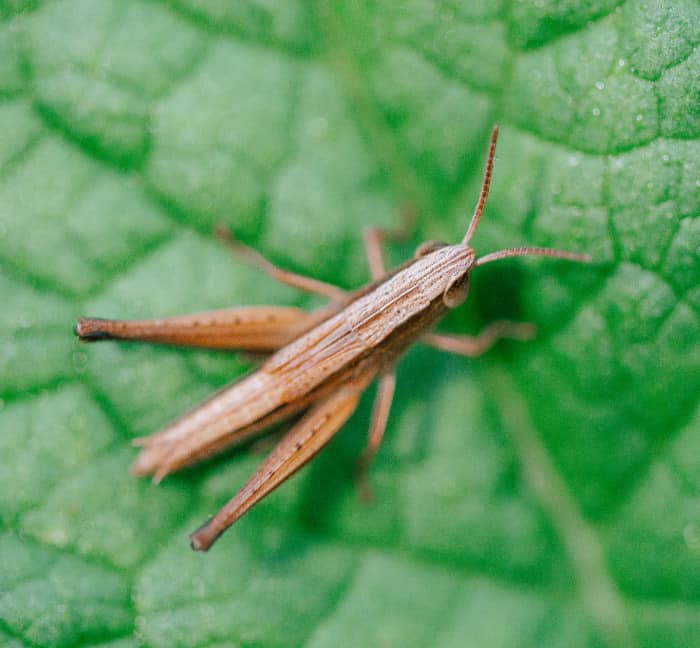 Greierele Dor – Visător Devine Spion. Poveste de Claudia Groza Lazăr ...