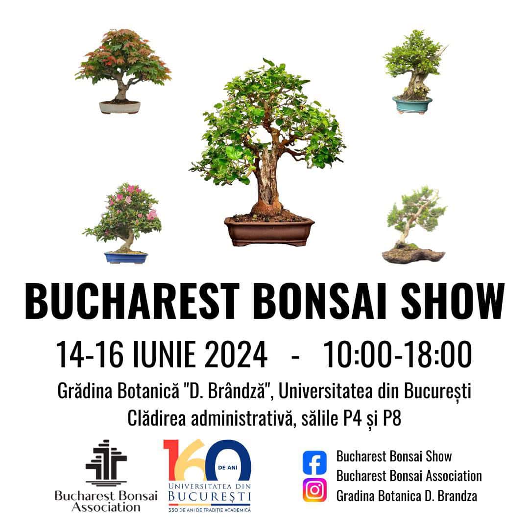 Bucharest Bonsai Show 2024. Grădina Botanică București. - GOKID!